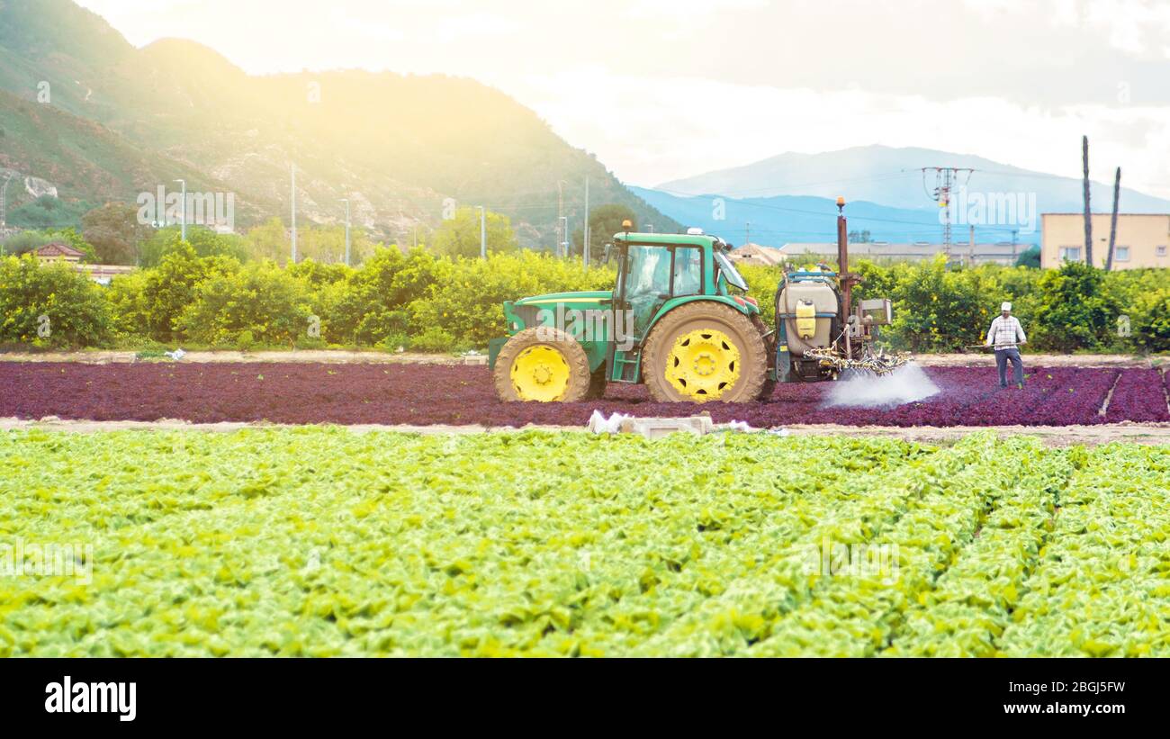 Tractor spraying pesticide, pesticides or insecticide spray on lettuce ...