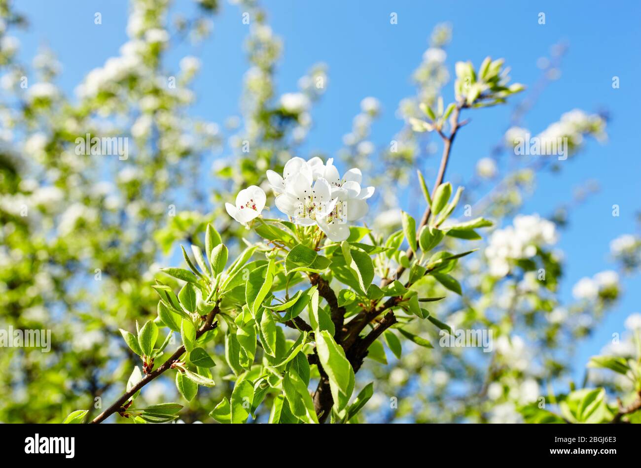 Beautiful white apple or pear blossom.Flowering apple/pear tree.Fresh ...