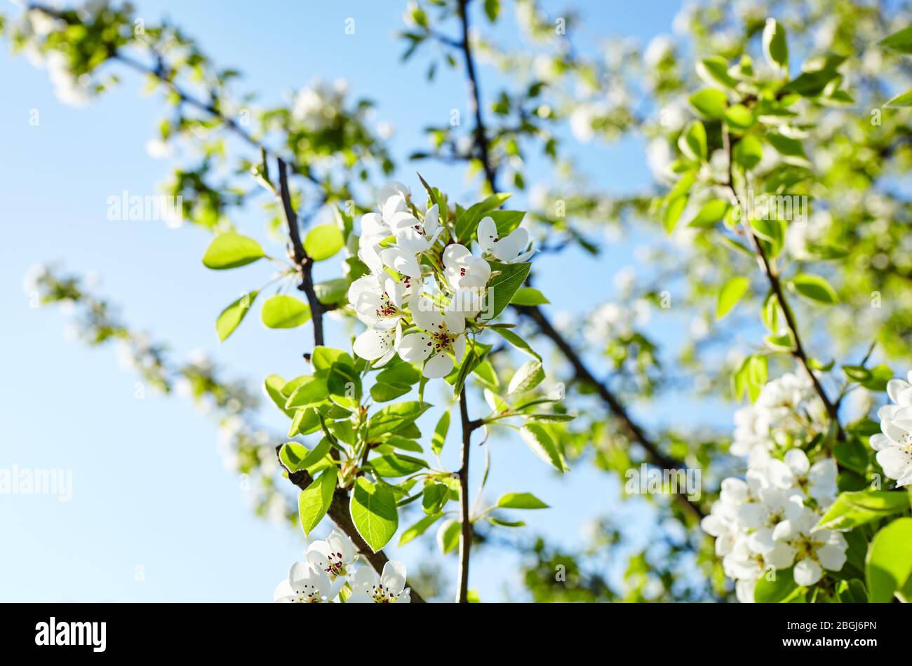 Beautiful white apple or pear blossom.Flowering apple/pear tree.Fresh ...