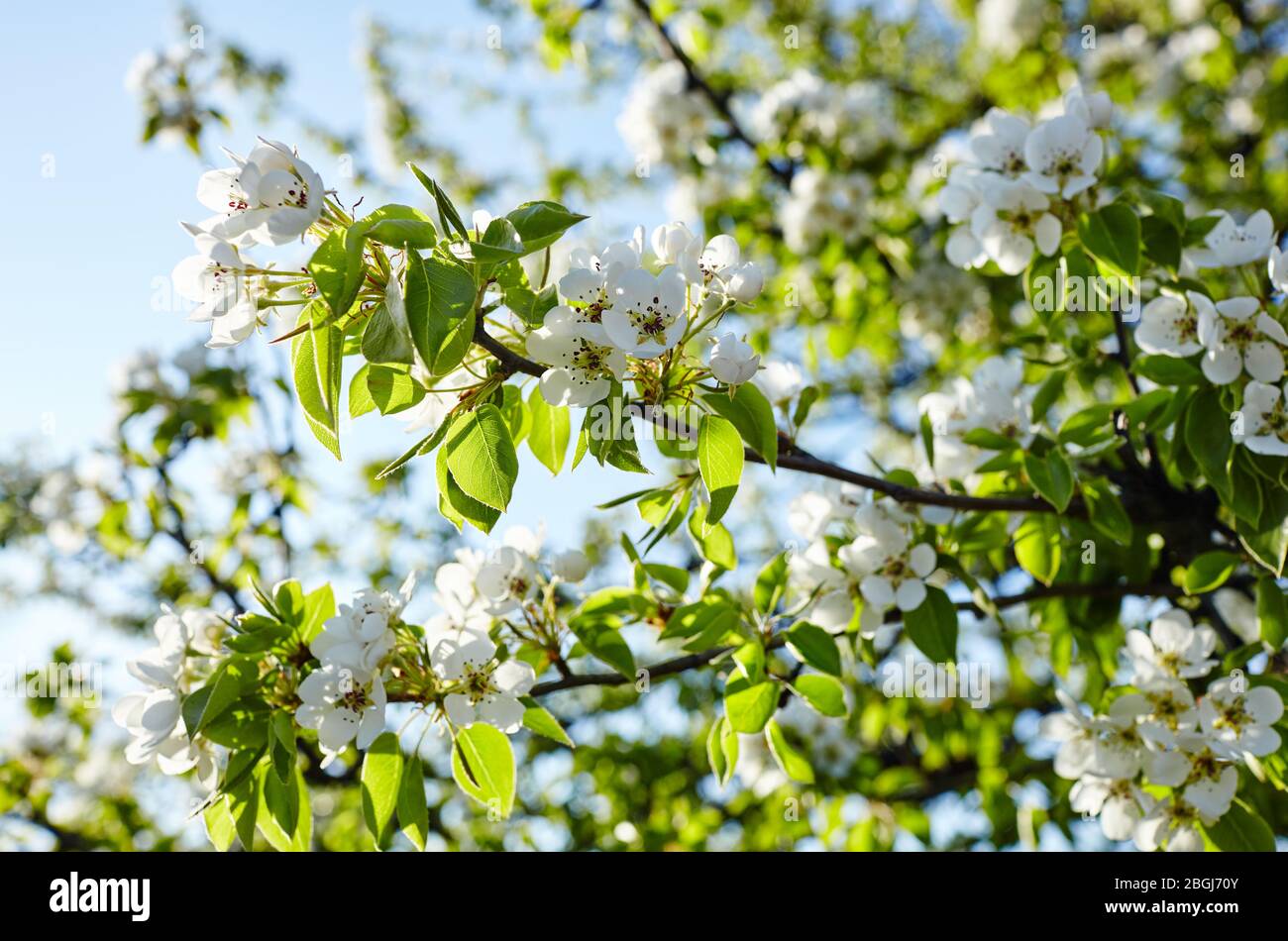 Beautiful white apple or pear blossom.Flowering apple/pear tree.Fresh ...