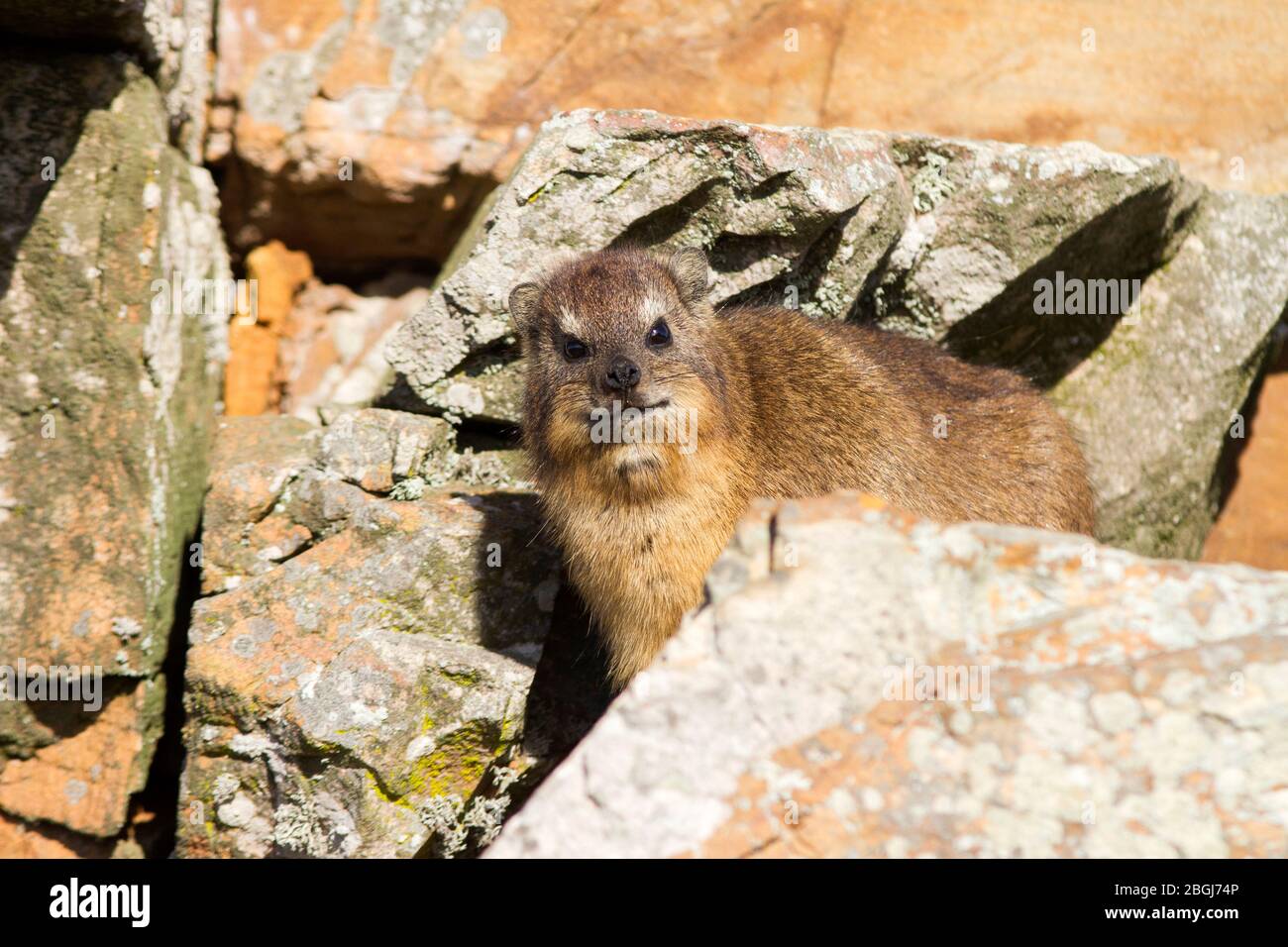 The rock hyrax, also called Cape hyrax, rock rabbit, and coney, is a ...