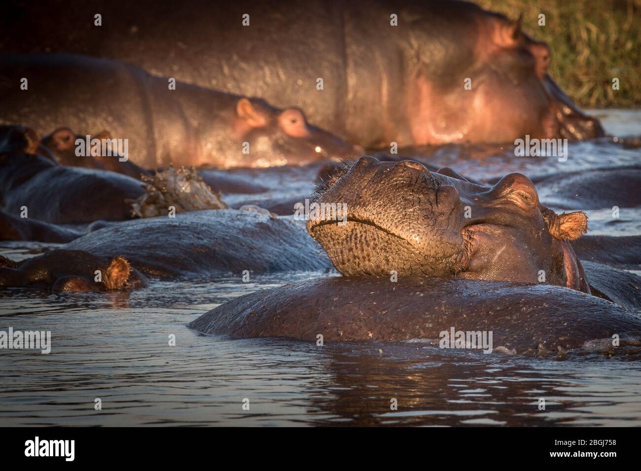 Busanga Plains, an exclusive safari destination in Kafue National Park ...