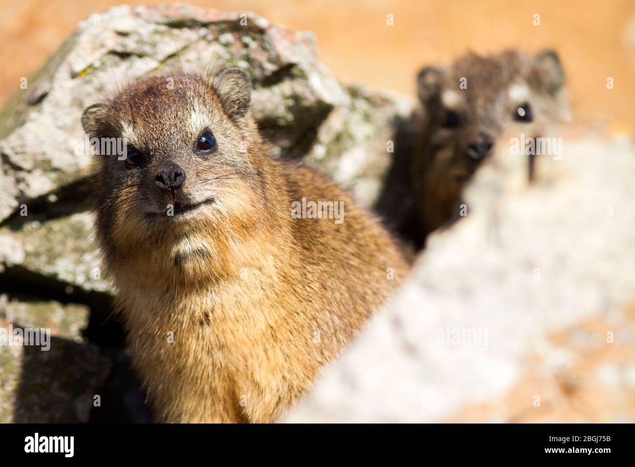 The rock hyrax, also called Cape hyrax, rock rabbit, and coney, is a ...