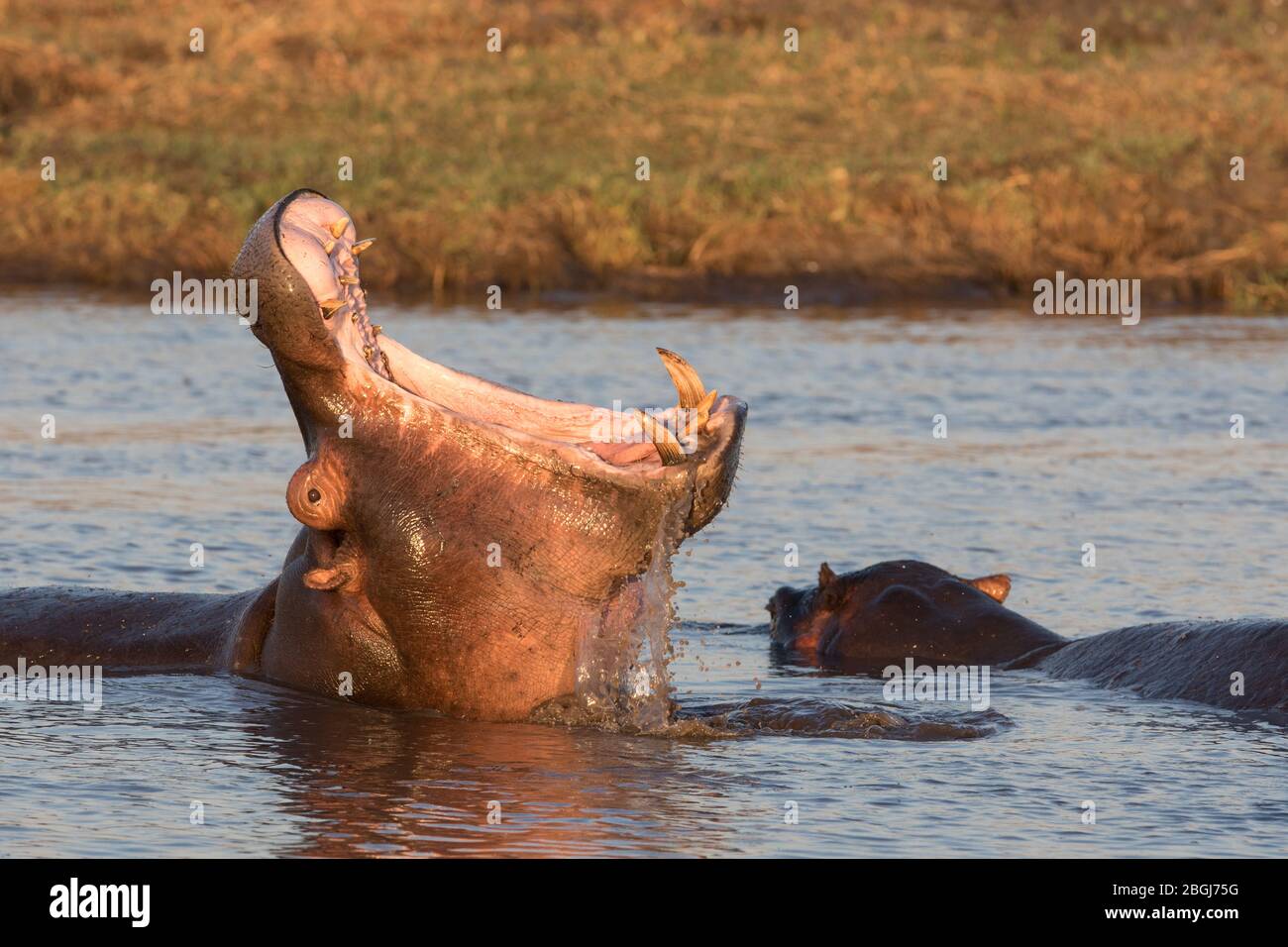 Busanga Plains, an exclusive safari destination in Kafue National Park ...