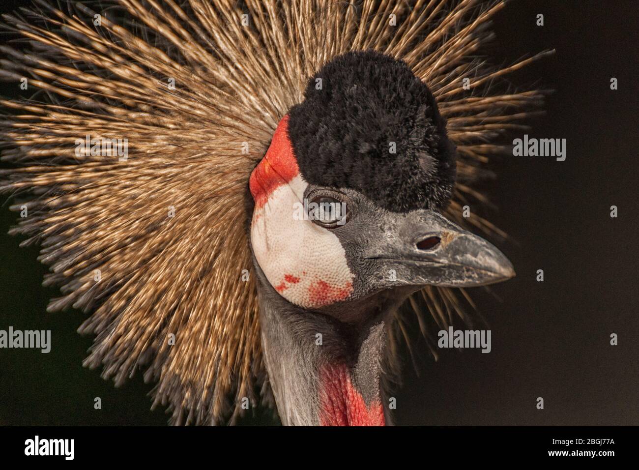 Close-up of the head of a crowned crane Stock Photo - Alamy