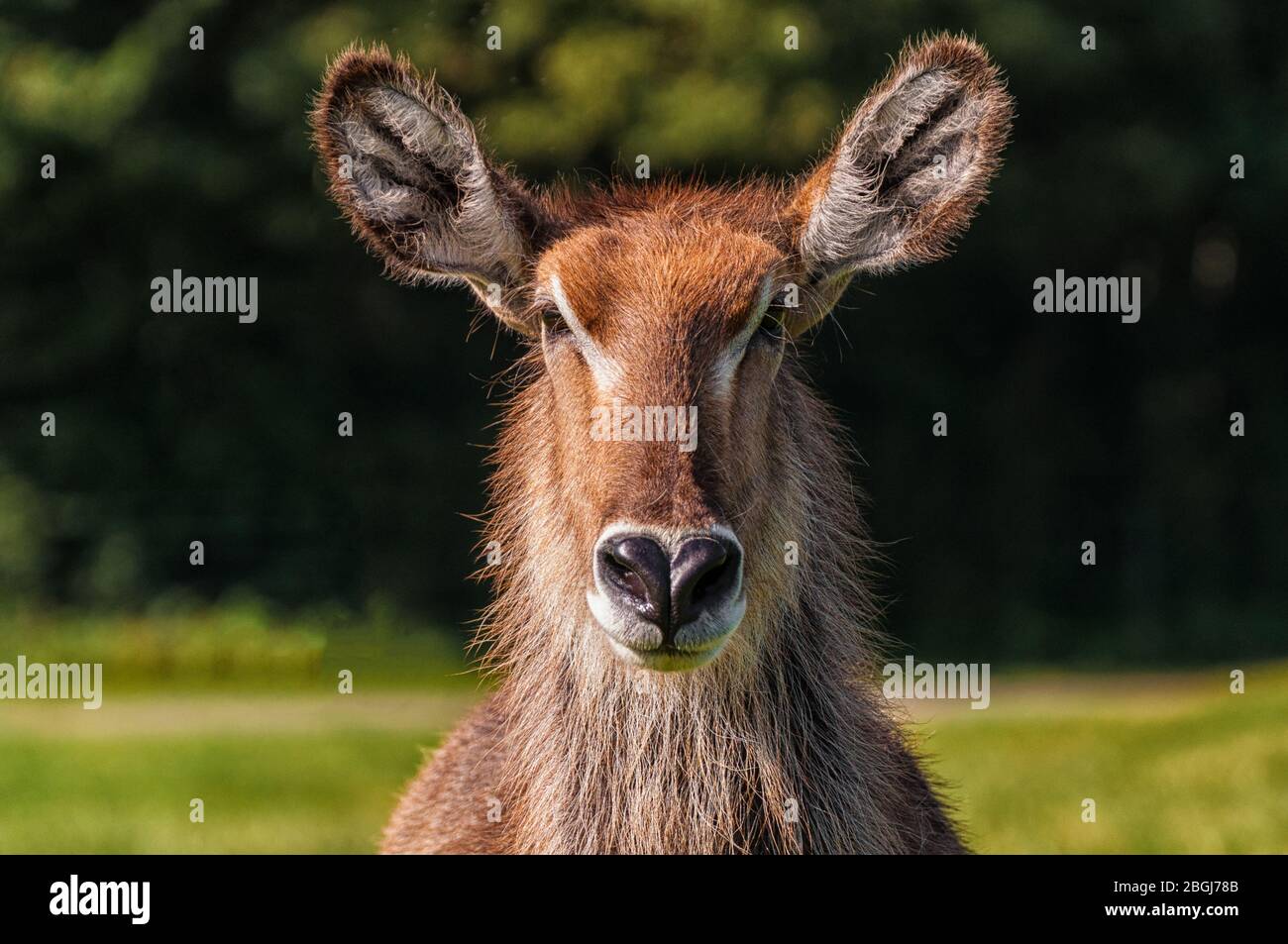 Waterbuck walking hi-res stock photography and images - Alamy