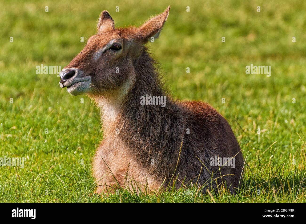 Female waterbuck in kruger national park hi-res stock photography and ...