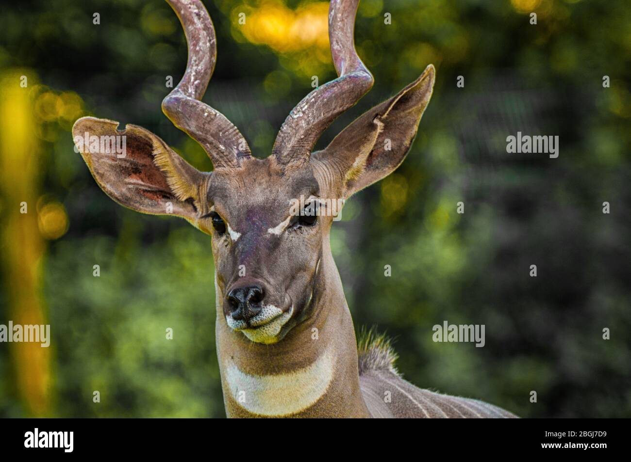 Baby kudu hi-res stock photography and images - Alamy
