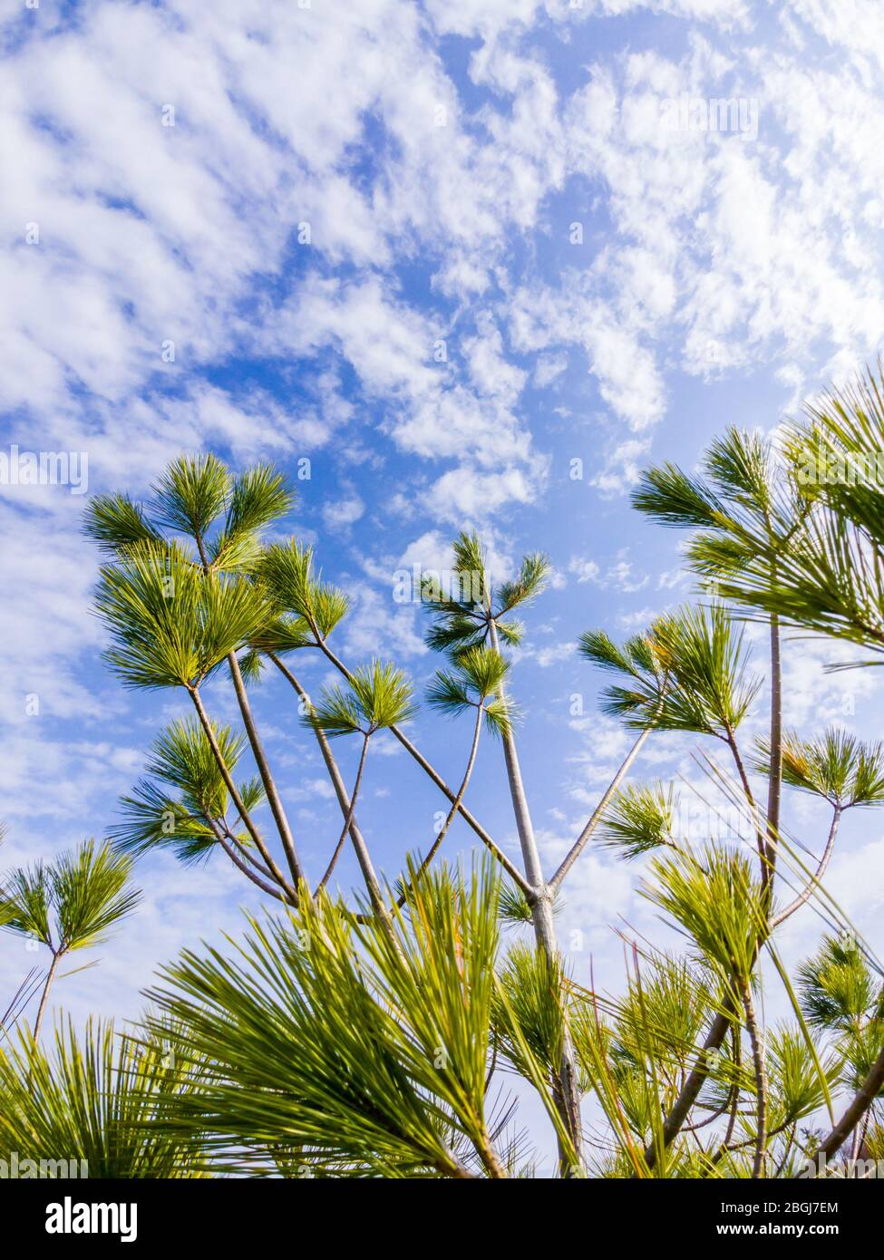 Branches clouds hi-res stock photography and images - Alamy