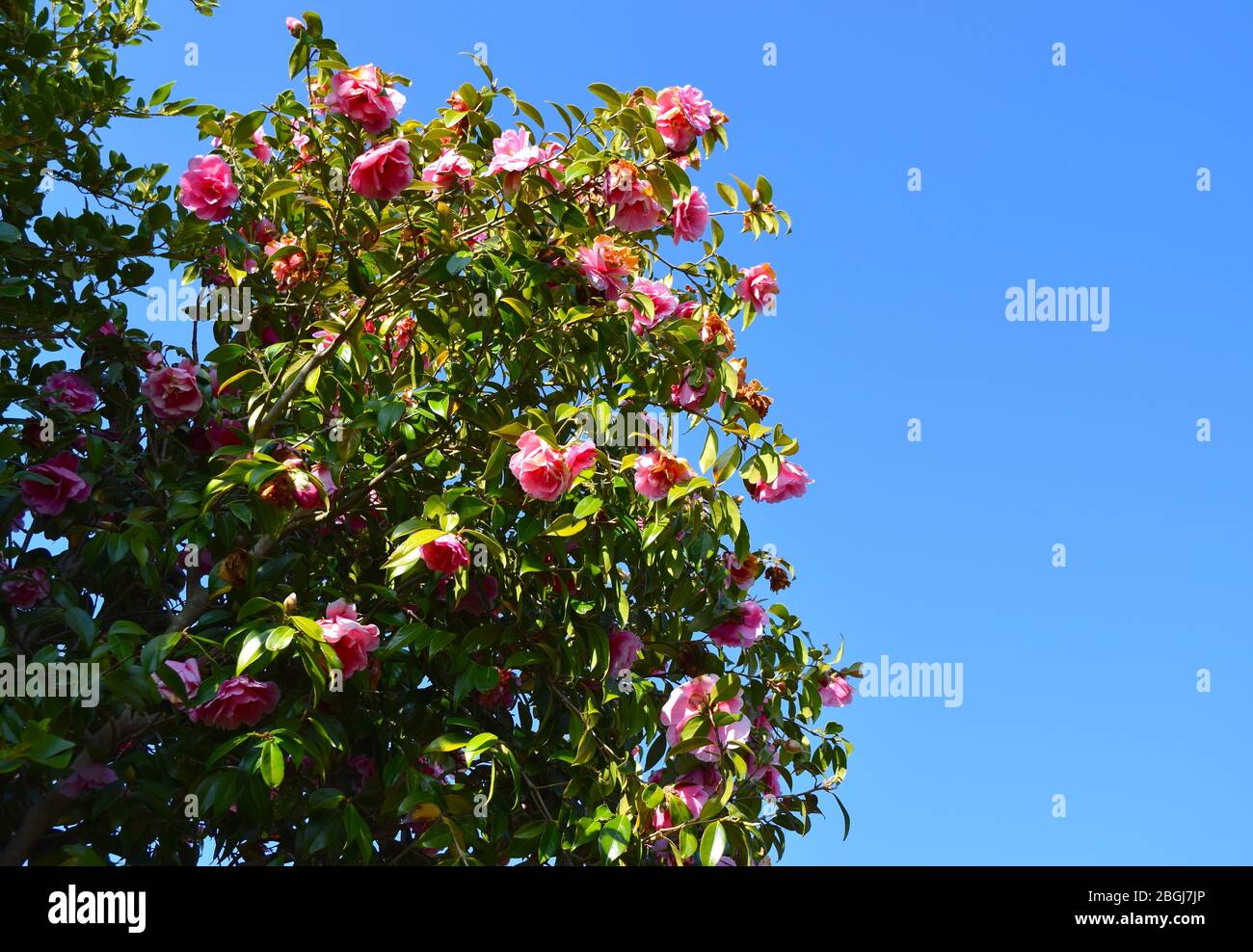 Tall bush with bright pink flowers on blue sky background Stock Photo ...