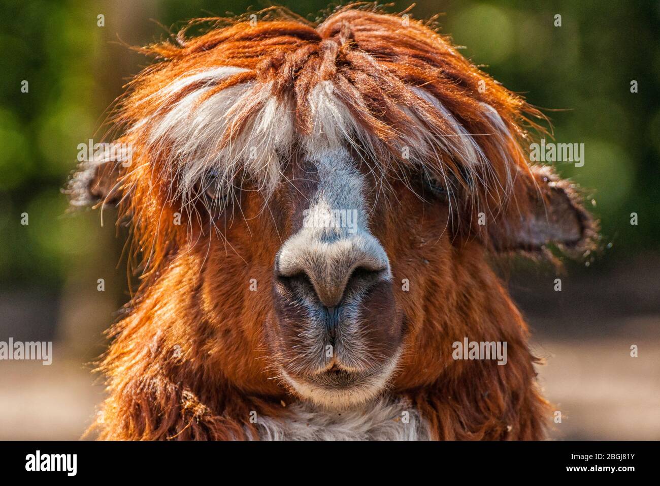 Ecuador andes alpaca hi-res stock photography and images - Alamy