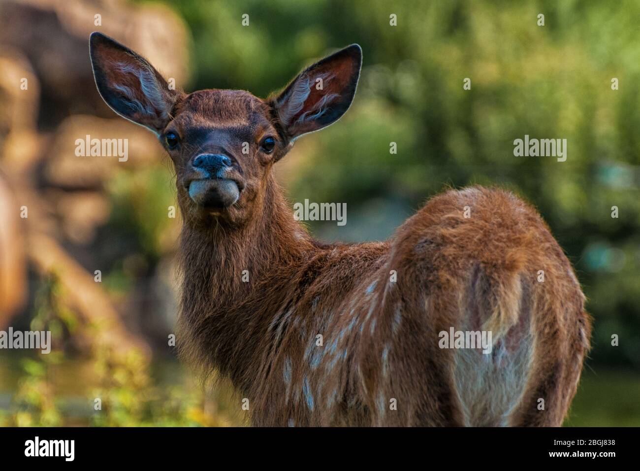 Bull Head Back High Resolution Stock Photography and Images - Alamy