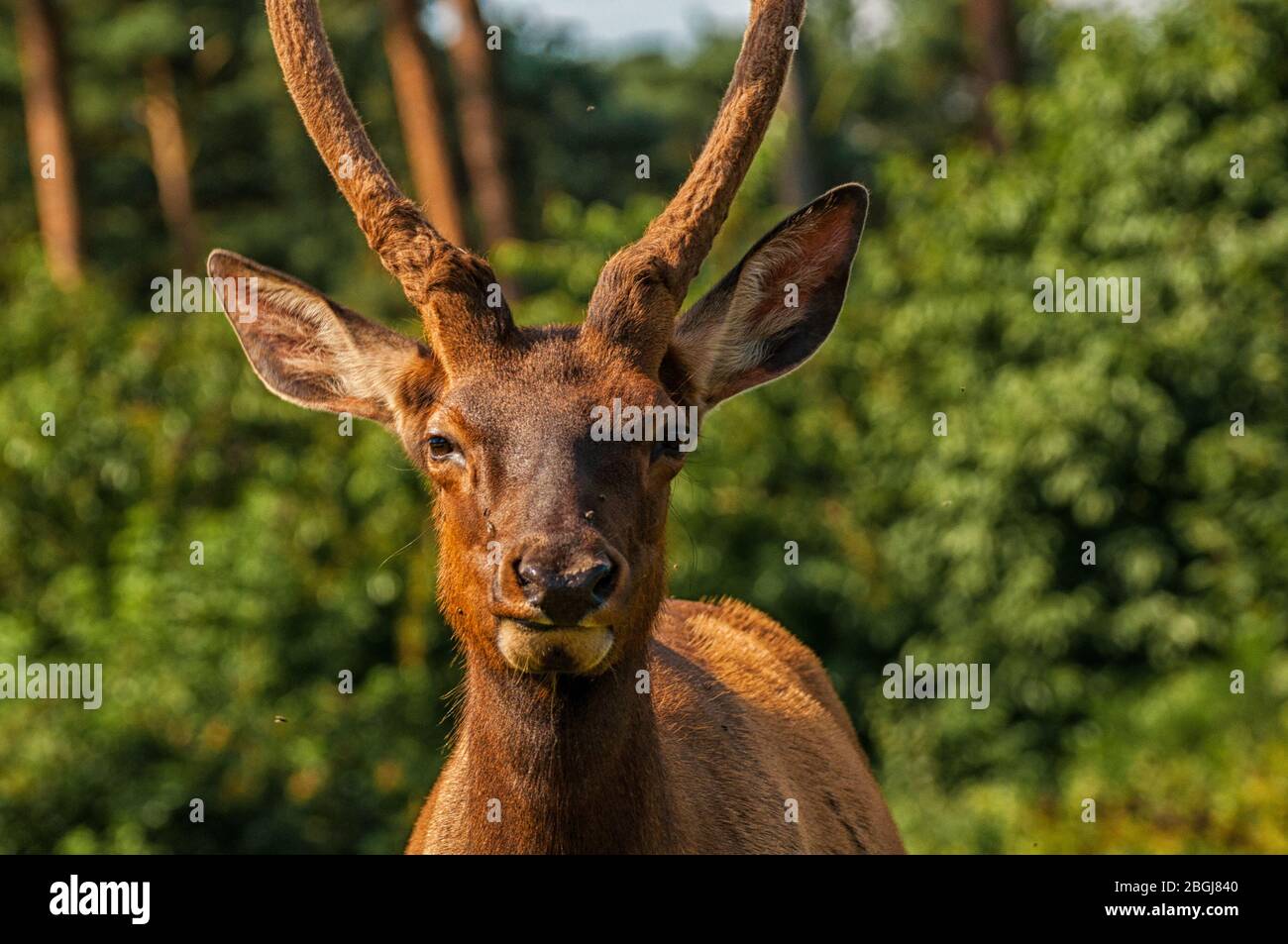 Wapiti photography hi-res stock photography and images - Alamy
