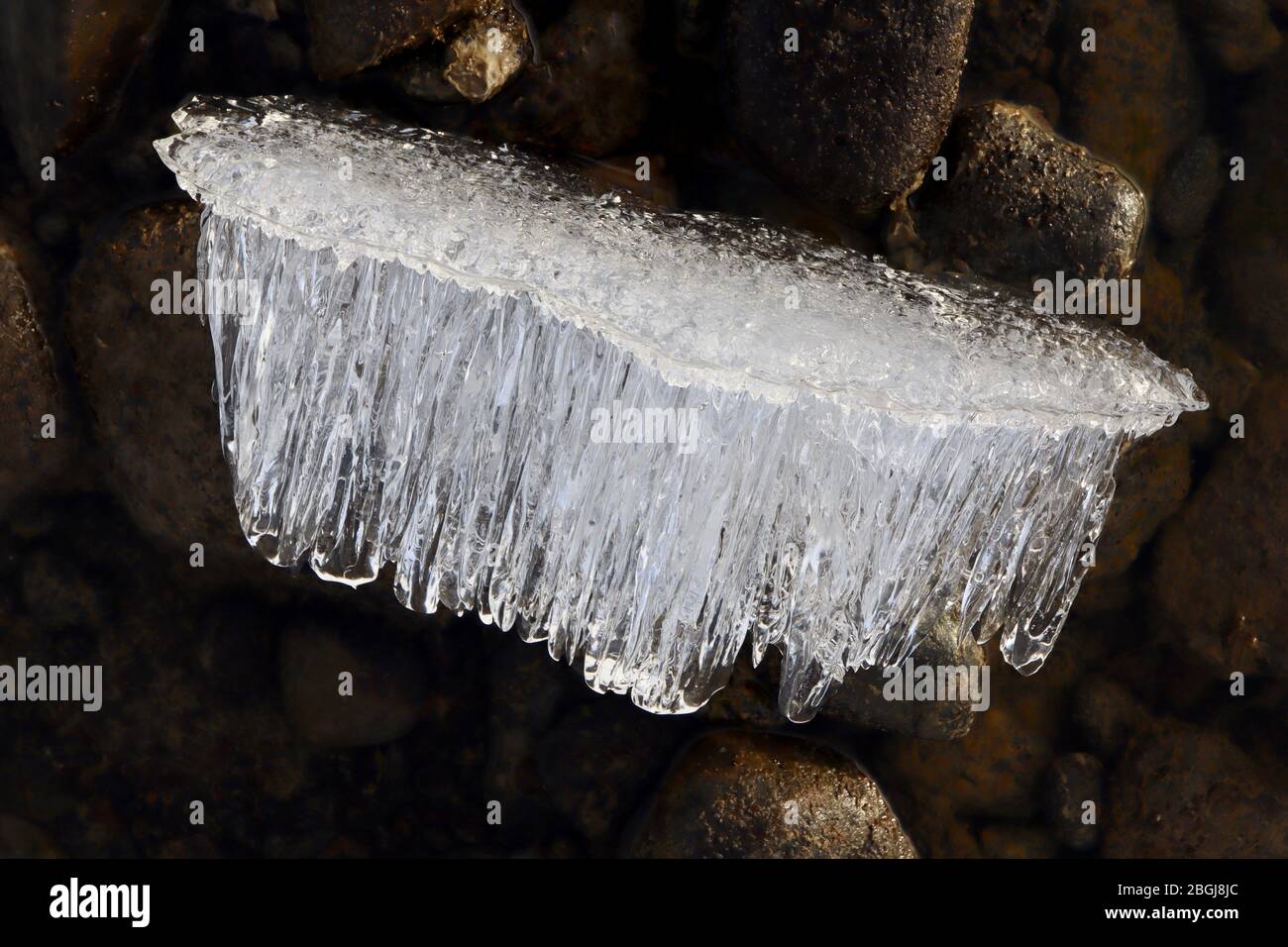 Close-up of candled ice block during spring melt on Yukon River ...