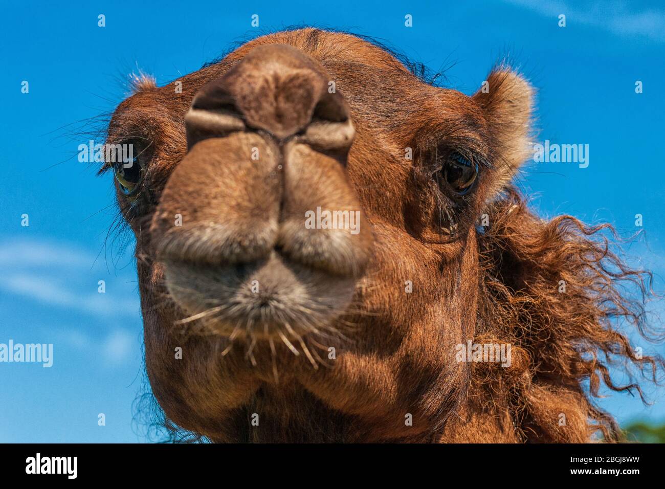 Close-up of the head of a dromedary Stock Photo - Alamy