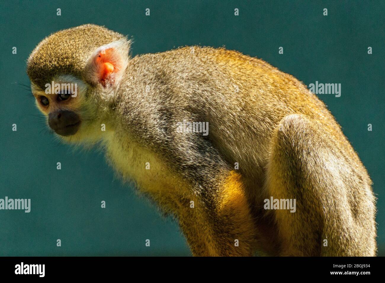 Baby squirrel teeth hi-res stock photography and images - Alamy