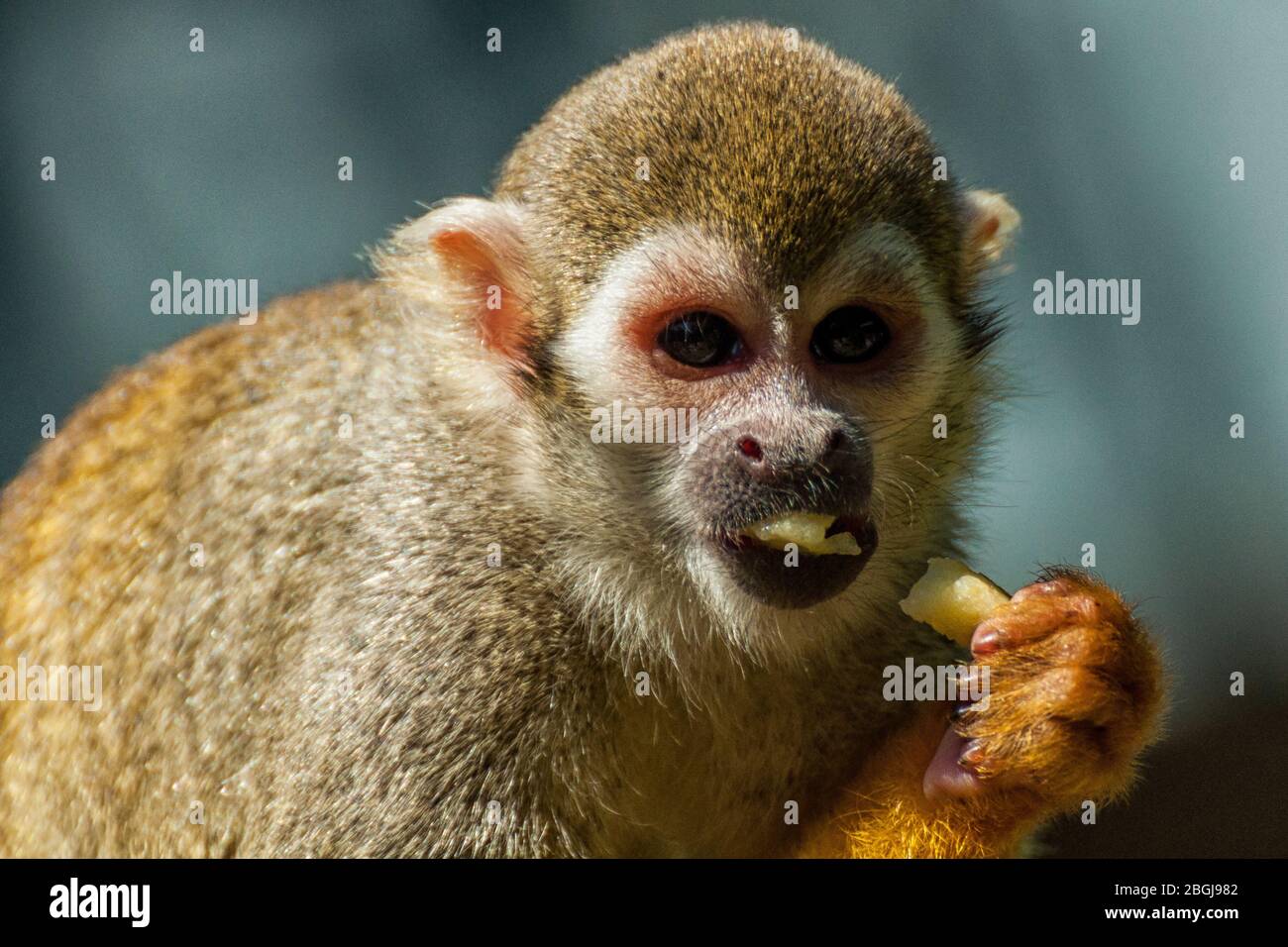 A squirrel monkey eats fruit Stock Photo - Alamy