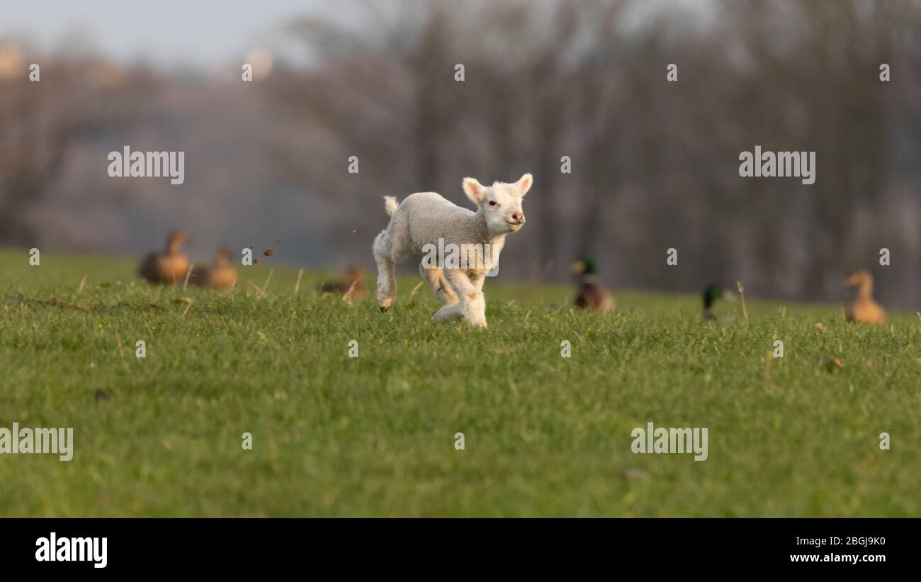 A lamb running across a grazing field Stock Photo - Alamy