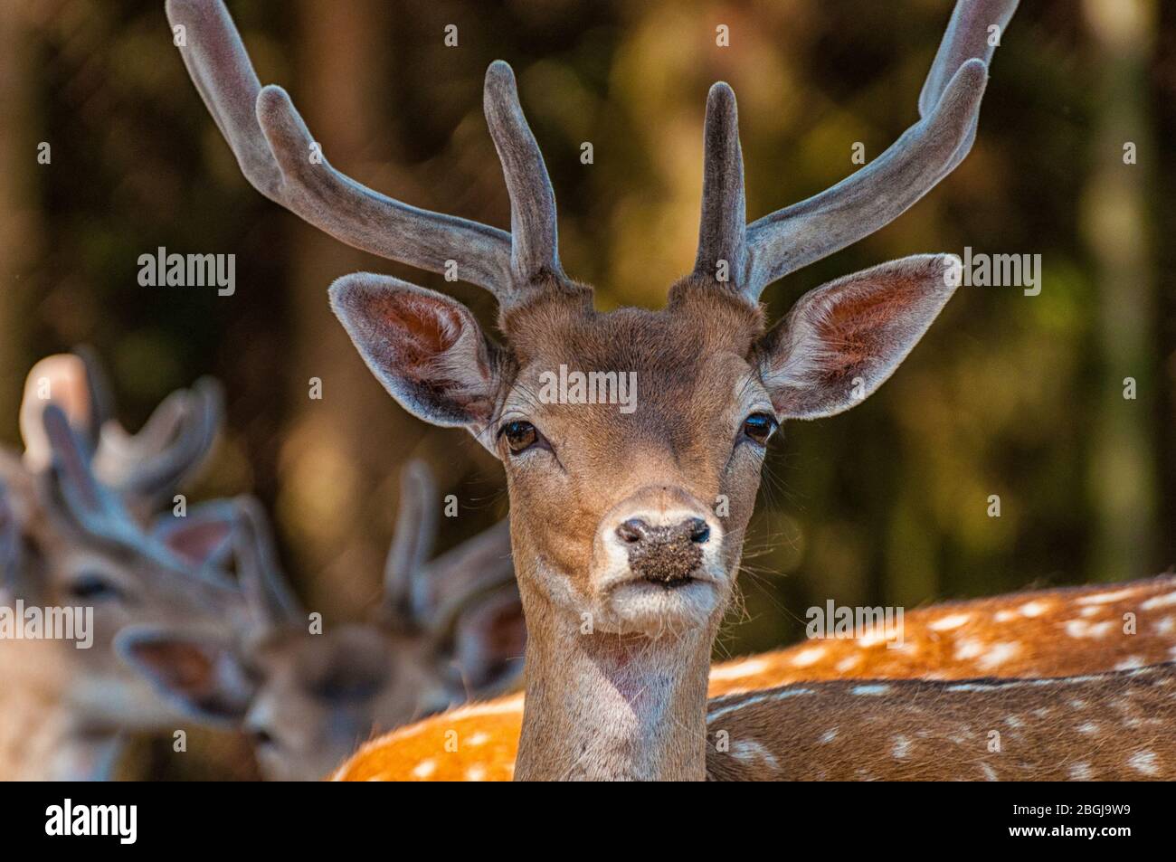 Close-up of the head of a fallow deer Stock Photo - Alamy