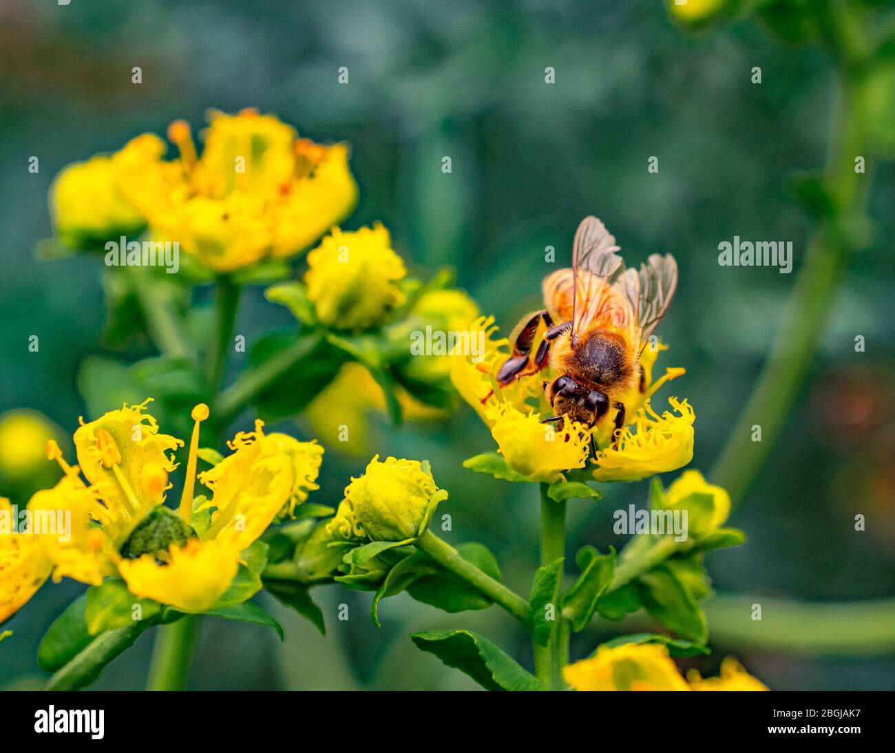 Landing on flowers hi-res stock photography and images - Alamy