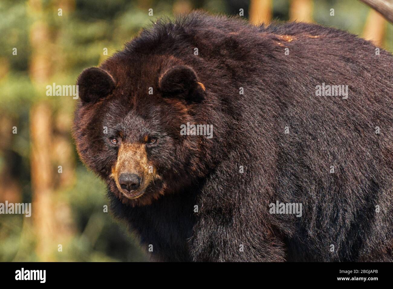 Black grizzly bear cub hi-res stock photography and images - Alamy