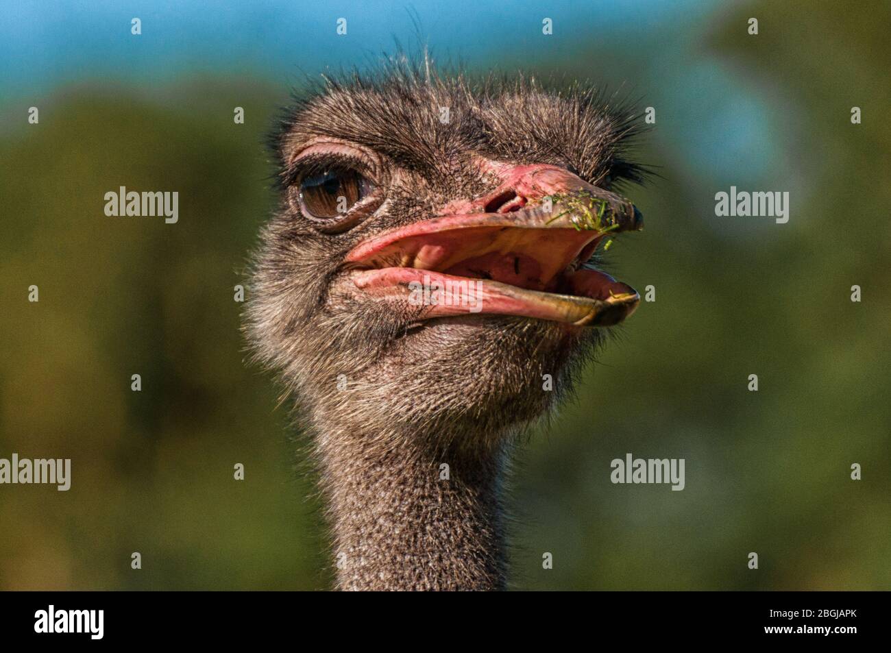 Close up ostrichs long neck hi-res stock photography and images - Alamy