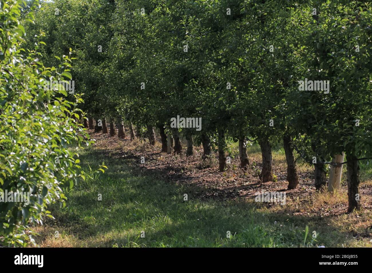 Agriculture. Rows of apple trees grow, orchad, horizontal orientation ...