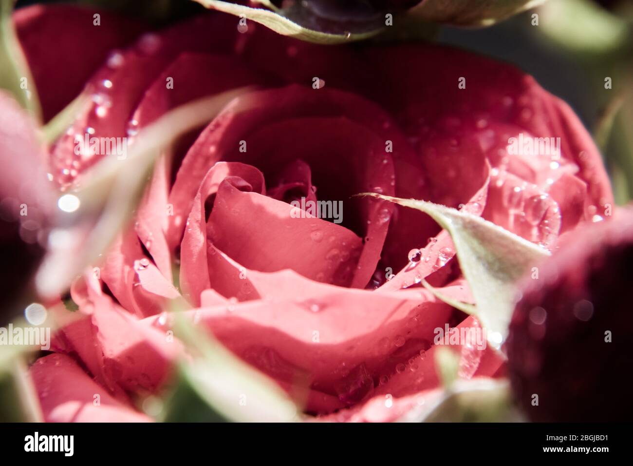 Wild red rose blooming in the garden. Rose close up background Stock ...