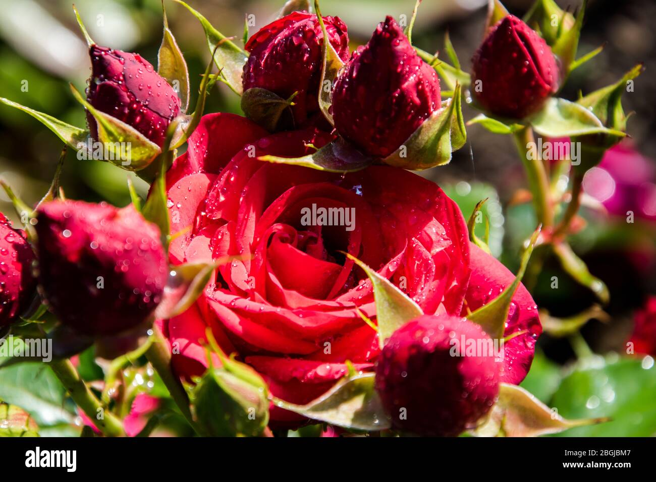 Wild red rose blooming in the garden. Rose close up background Stock ...