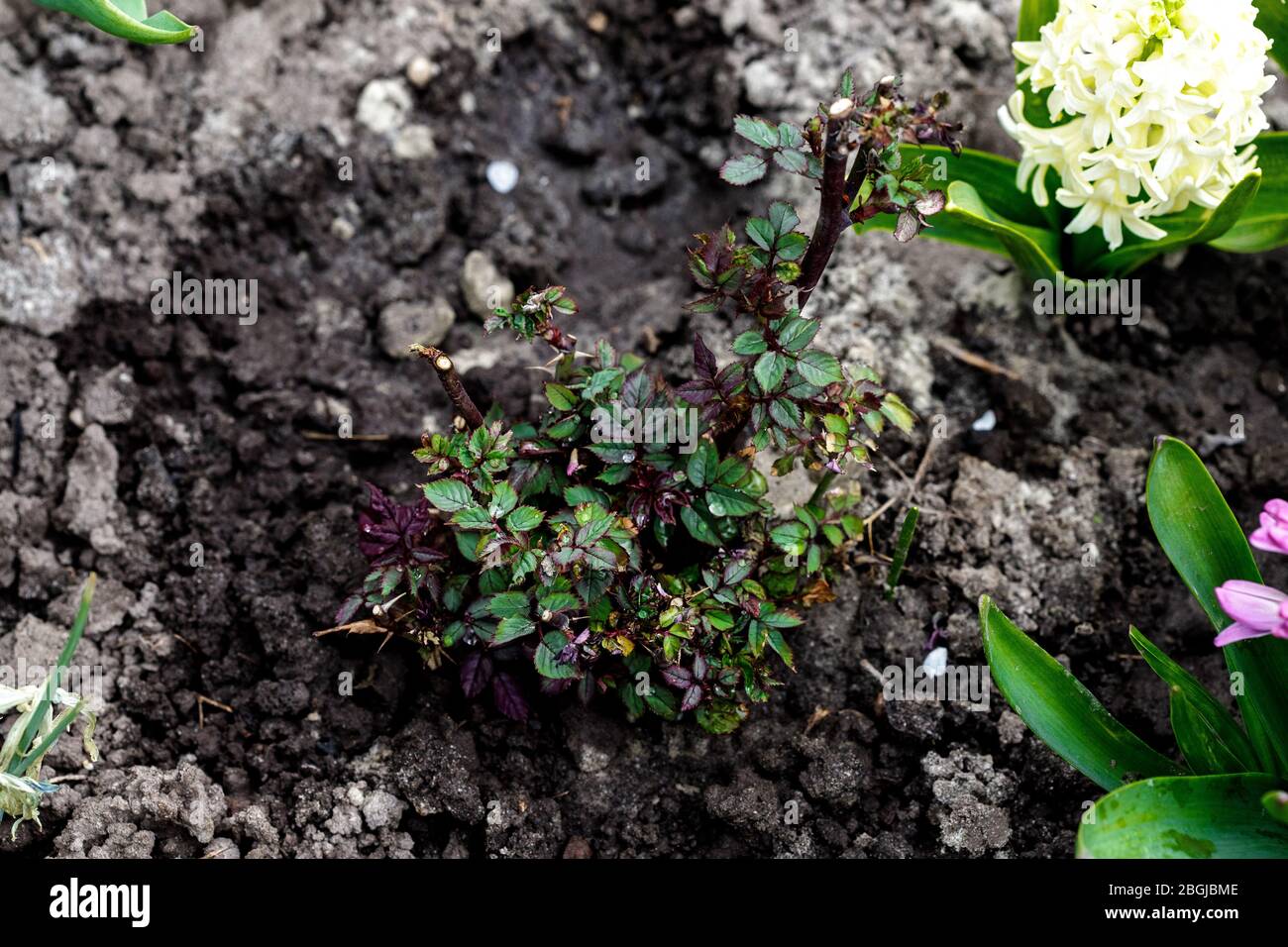 Watering and fertilizing young sprouts of rose seedlings Jamelia Stock ...