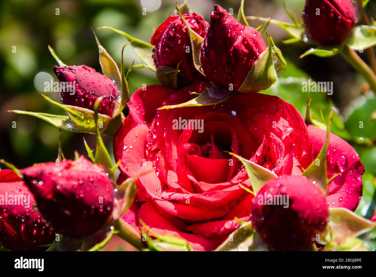 Wild red rose blooming in the garden. Rose close up background Stock ...