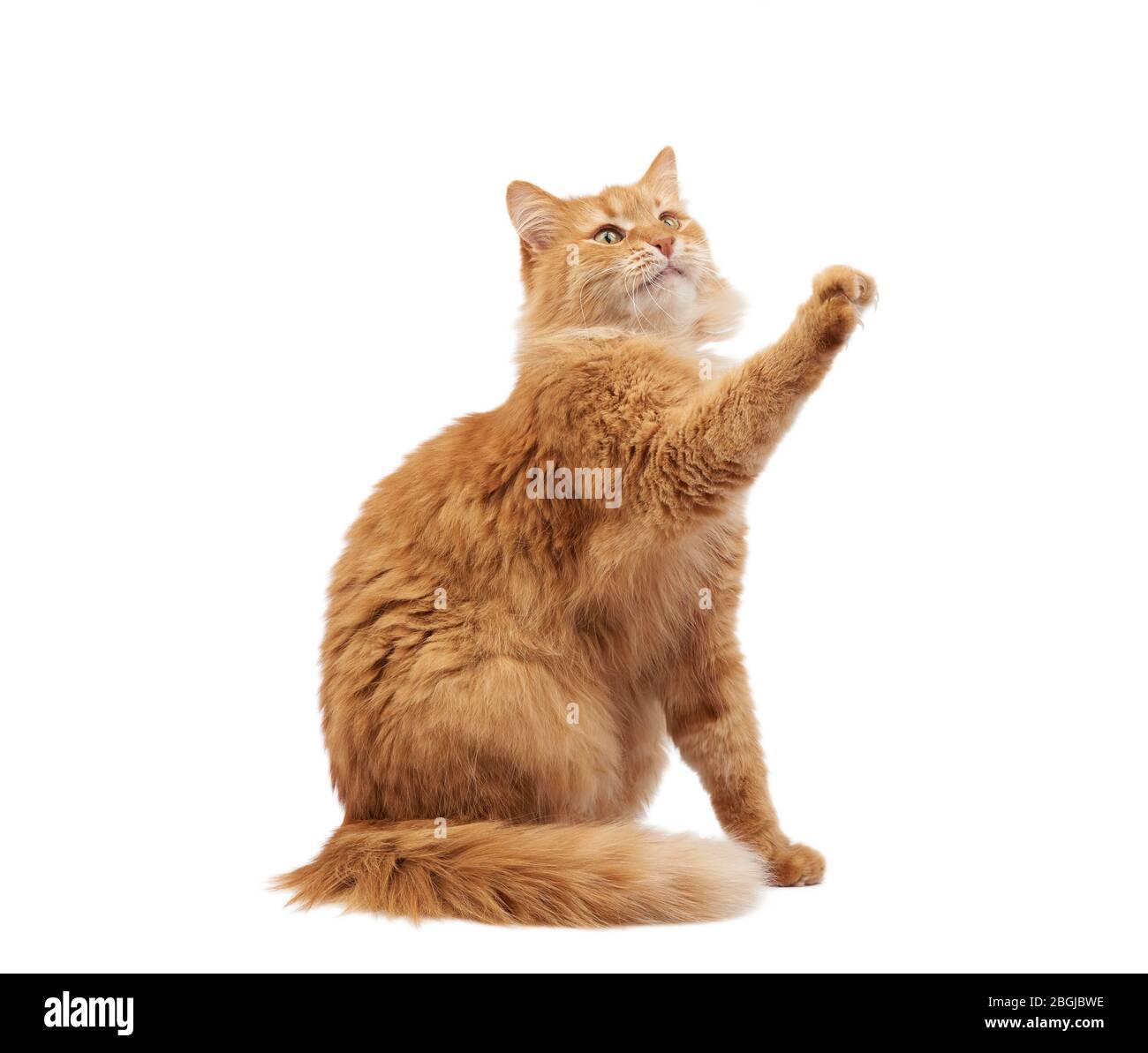 Cat raised paws hi-res stock photography and images - Alamy