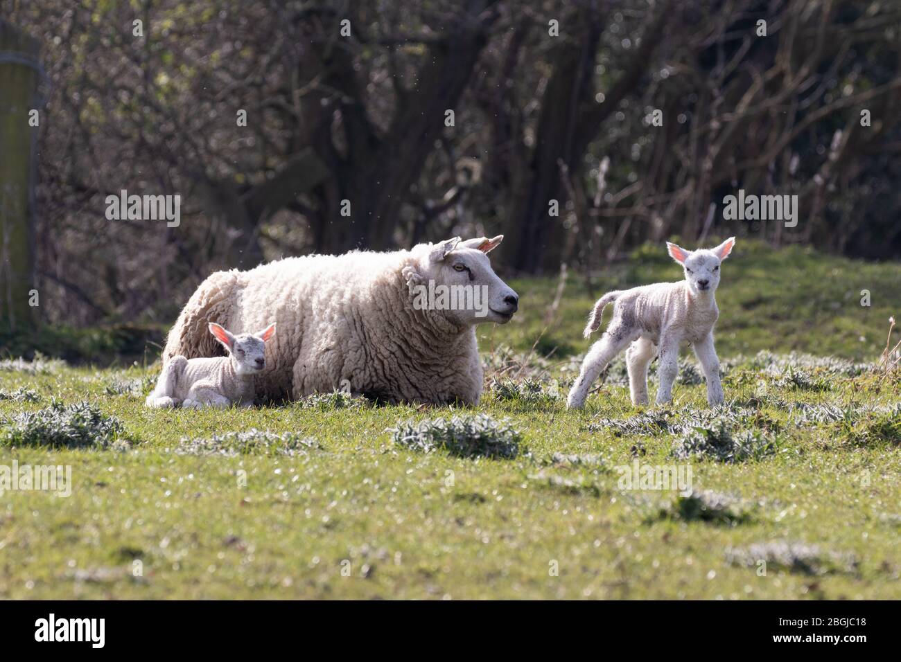 Cute lamb laying in grass hi-res stock photography and images - Alamy