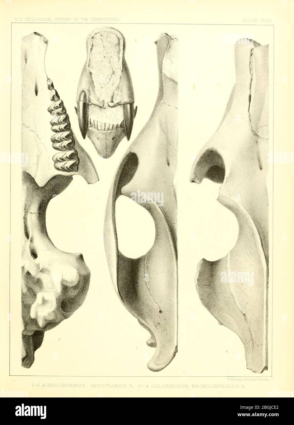 Tertiary vertebrata hi-res stock photography and images - Alamy