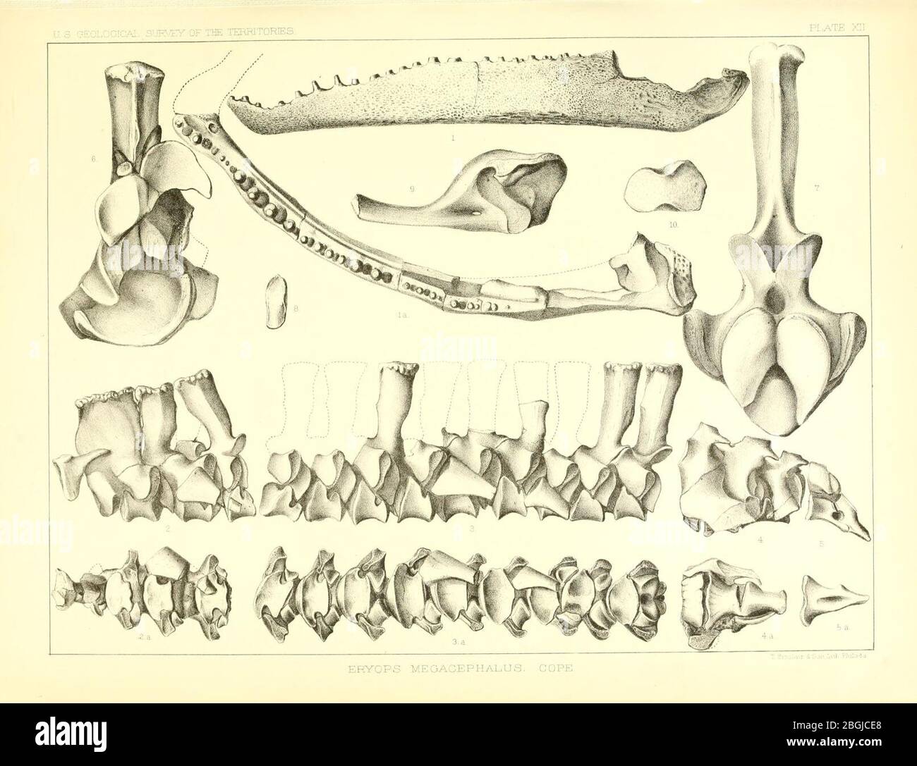Tertiary vertebrata hi-res stock photography and images - Alamy