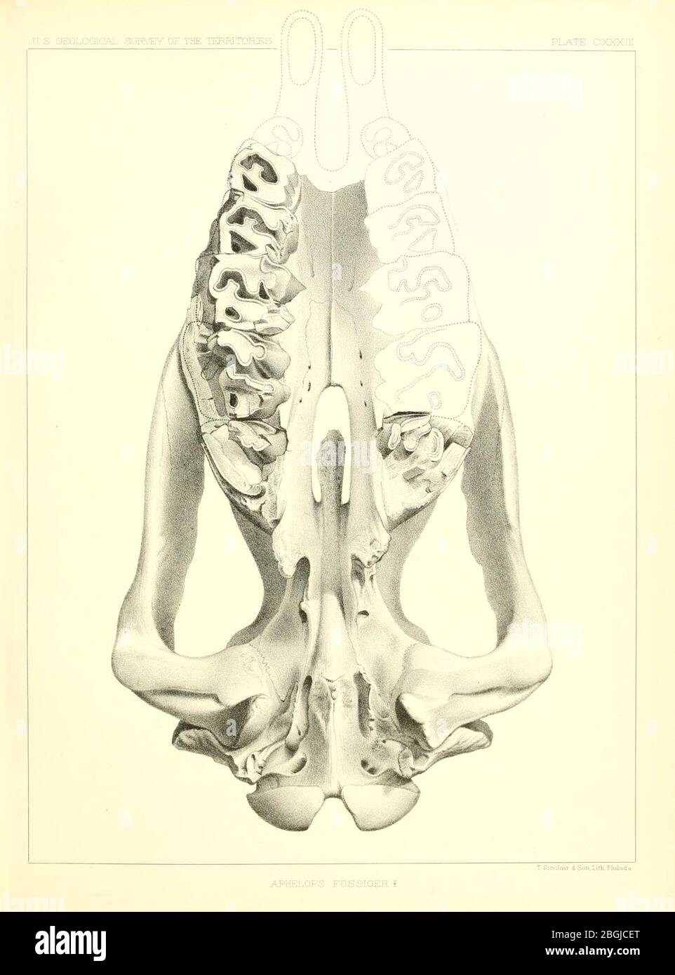 Tertiary vertebrata hi-res stock photography and images - Alamy