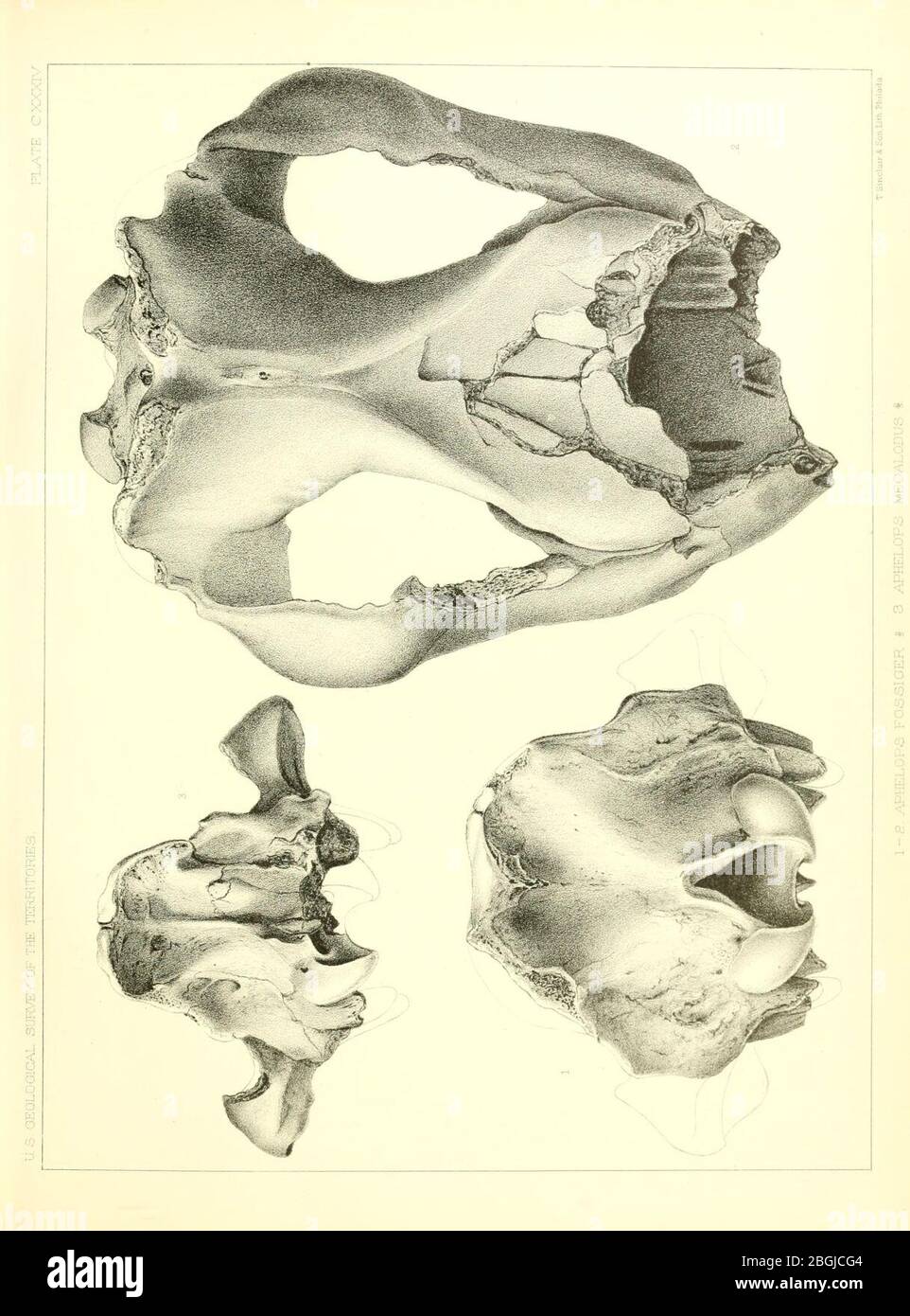 Tertiary vertebrata hi-res stock photography and images - Alamy