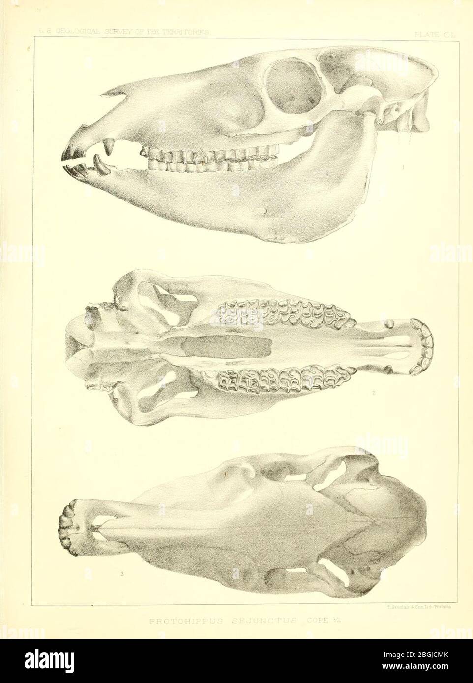 Tertiary vertebrata hi-res stock photography and images - Alamy