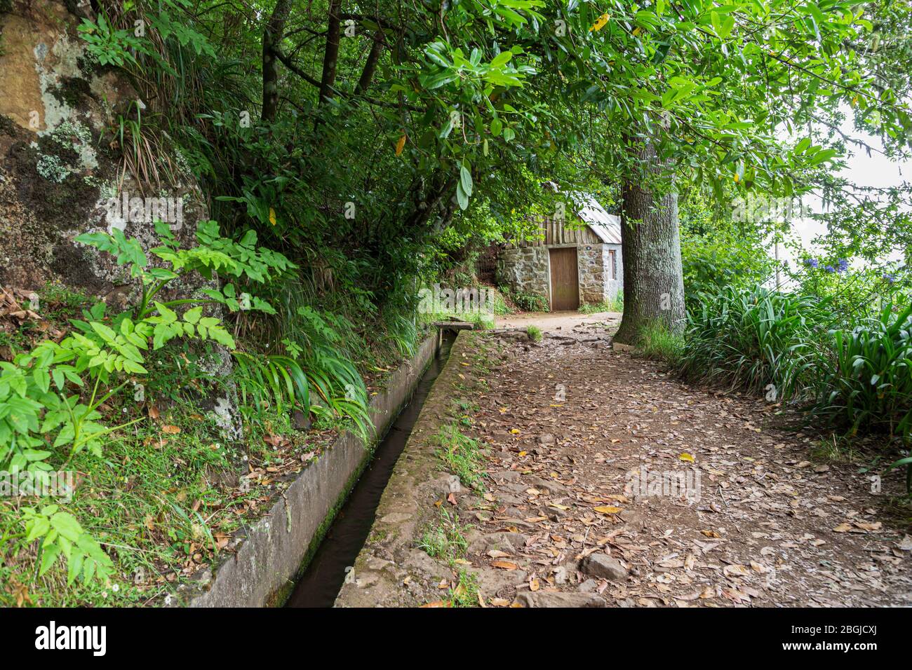 A walking trail along madeira's levada in the relic forest Stock Photo ...