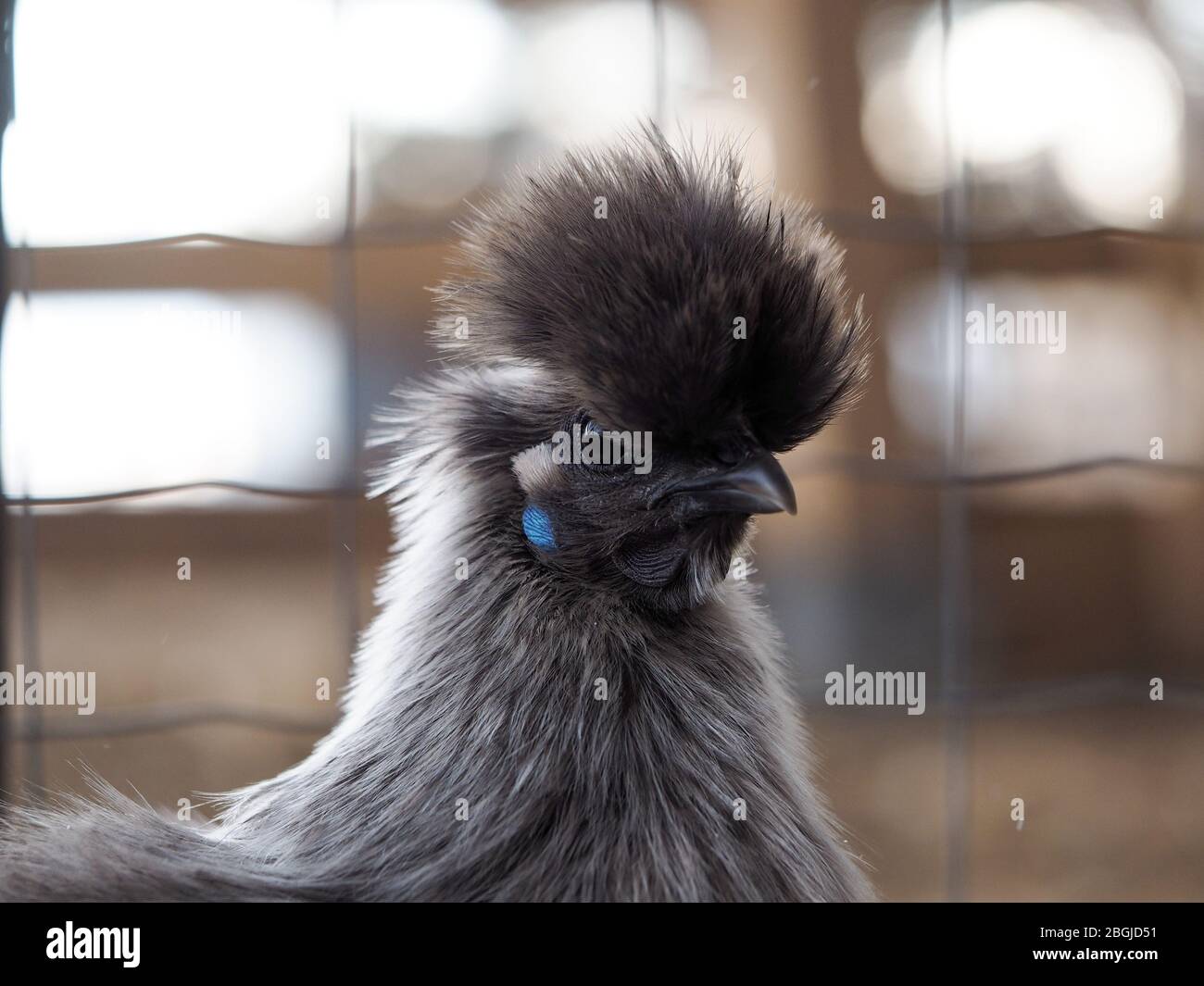 Portrait of an exotic bird. Chinese silk chicken Stock Photo - Alamy