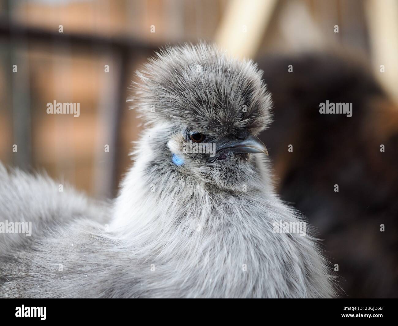 Portrait of an exotic bird. Chinese silk chicken Stock Photo - Alamy