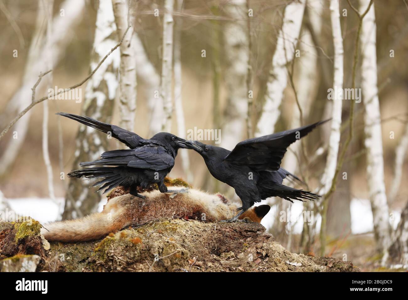 Common ravens fight together in birch forest in spring. Fox prey. Czech ...