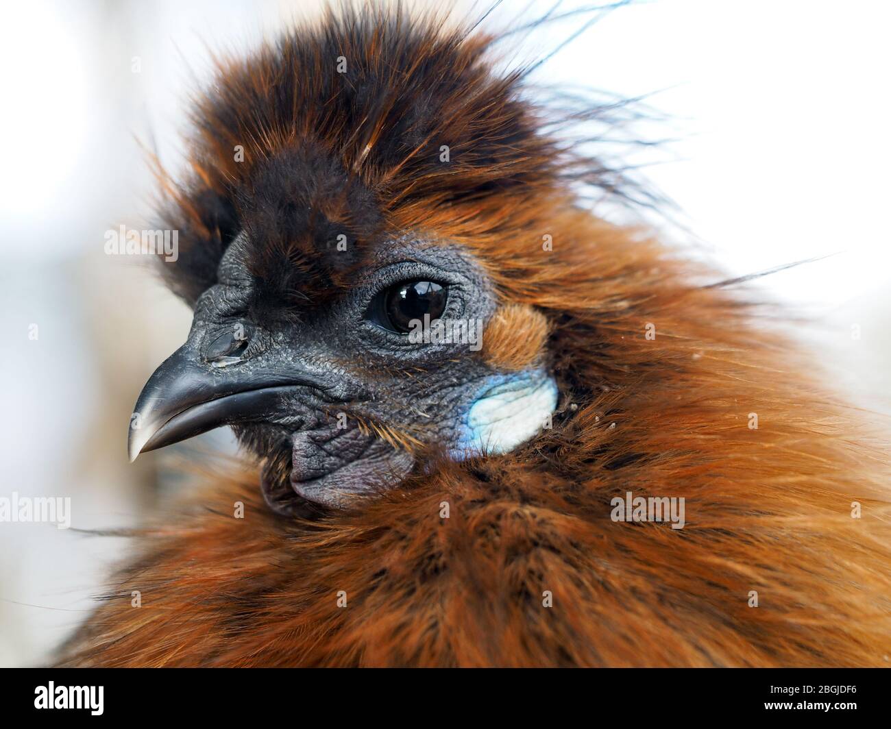 Portrait of an exotic bird. Chinese silk chicken Stock Photo - Alamy