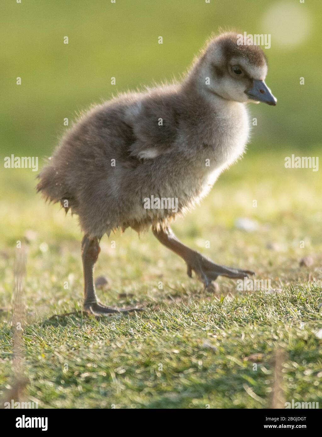 Baby Nene Geese