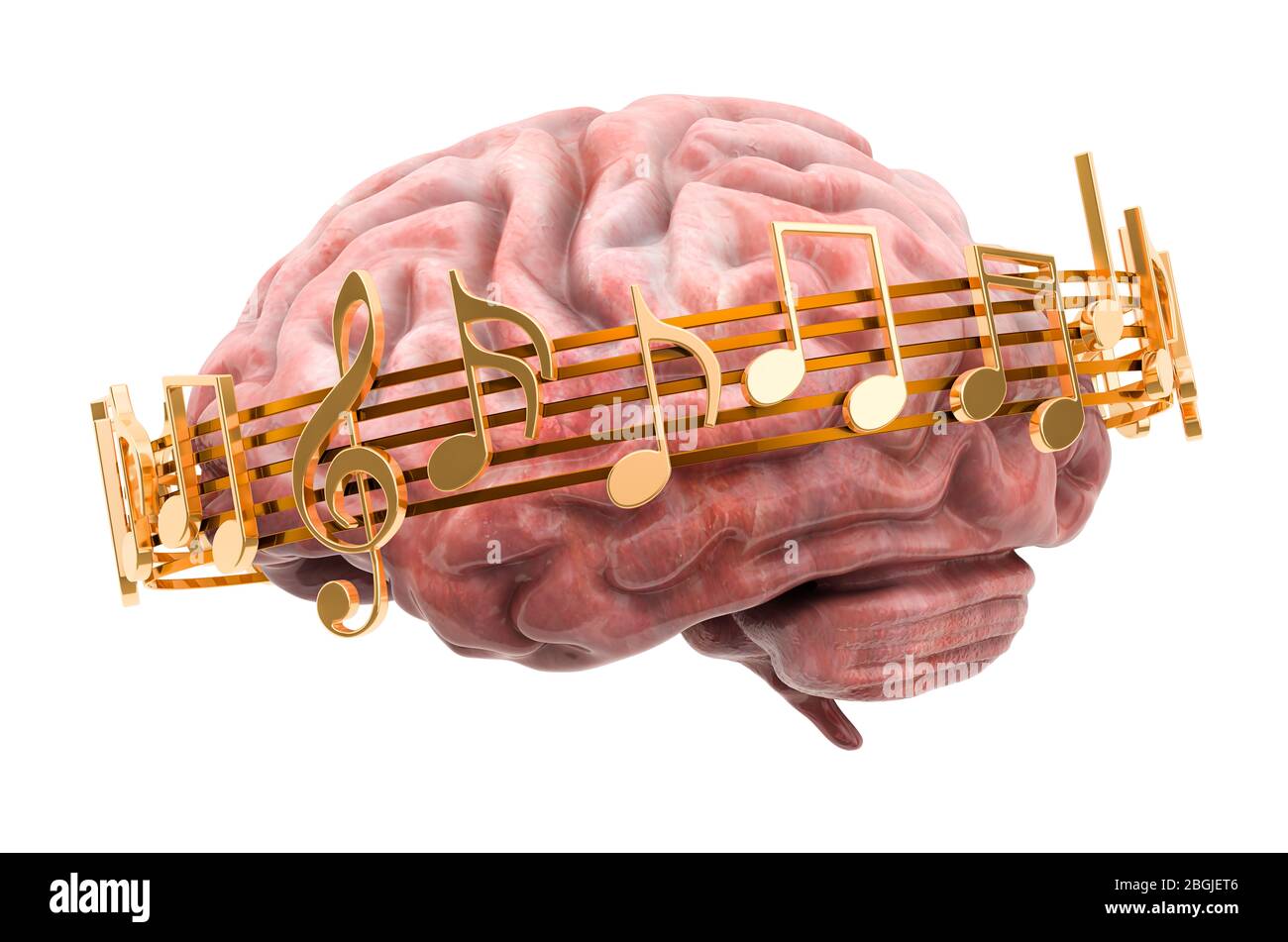 Brain with music notes around, 3D rendering isolated on white ...