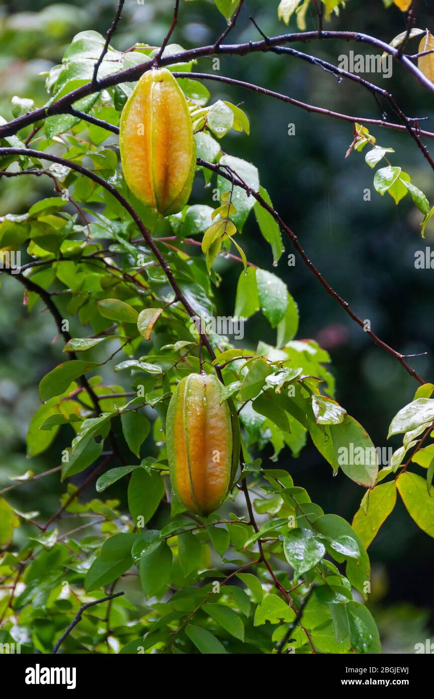 Hawaiian Star Fruit