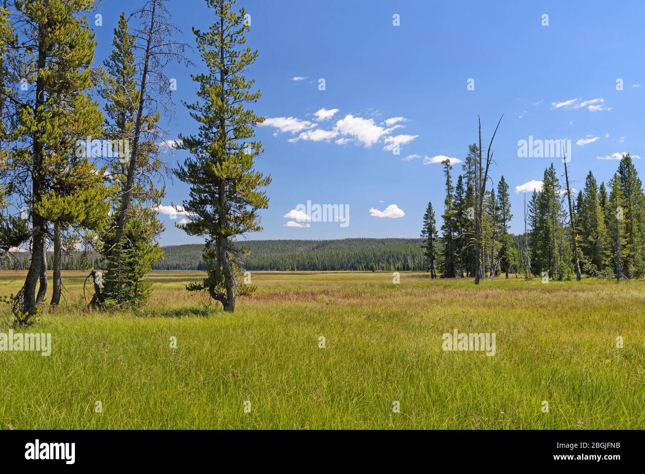 Meadow and Pines in the Wilderness in Yellowstone National Park in ...