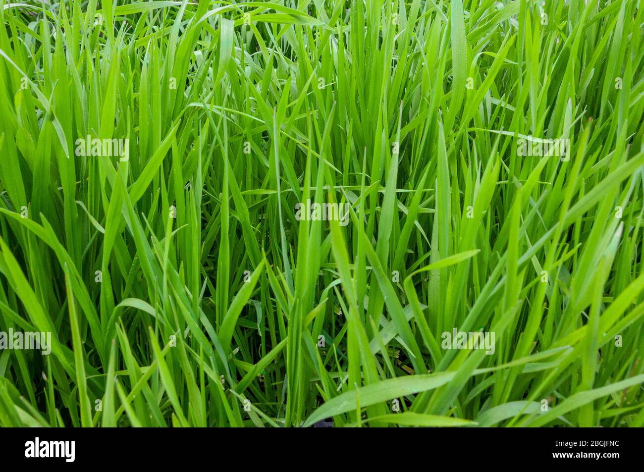 Closeup of green grass texture background Stock Photo - Alamy