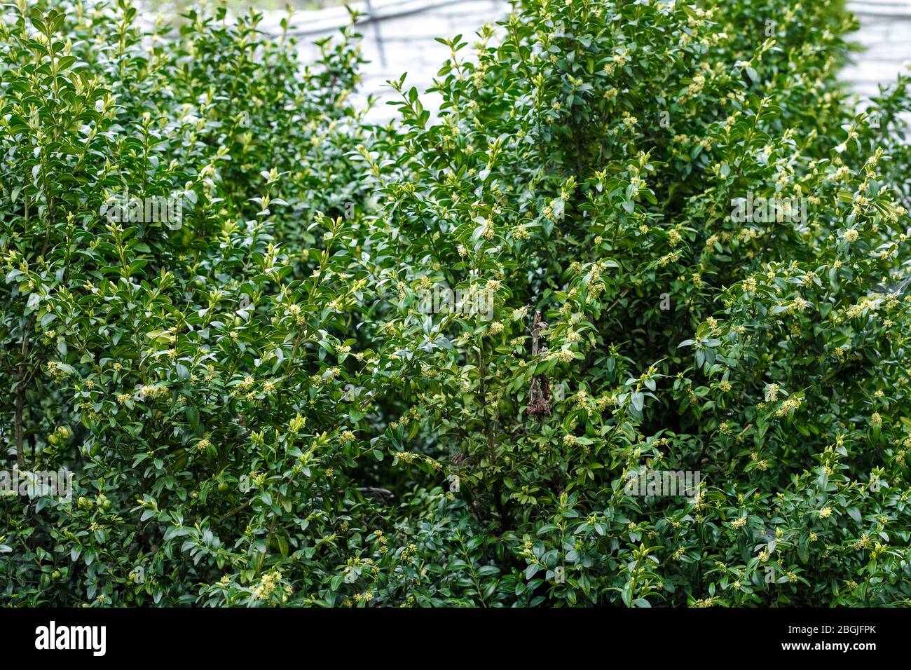 Big bushes hi-res stock photography and images - Alamy