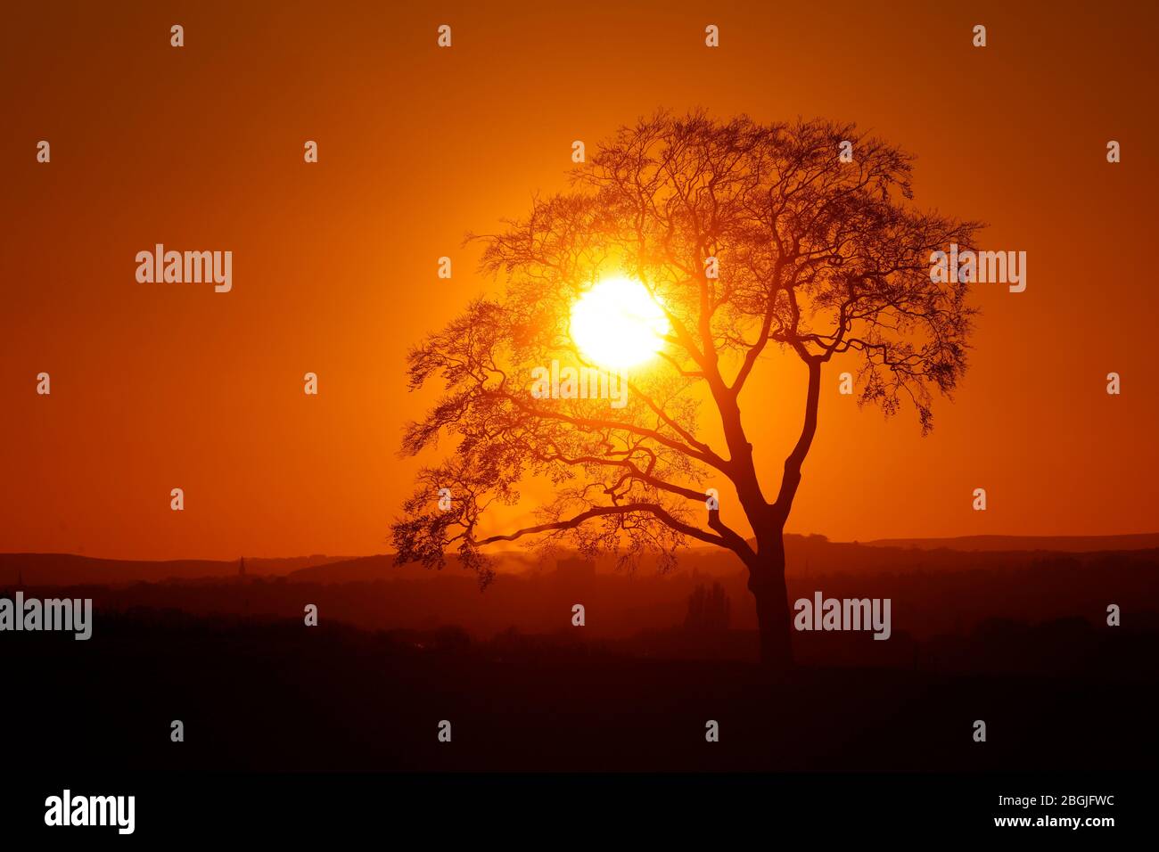 A bare solitary tree sits in the middle of a field off Nanny Goat Lane ...